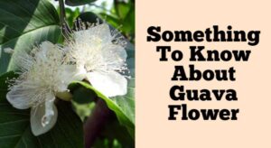 Something To Know About Guava Flower - Rockets Garden