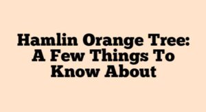 Hamlin Orange Tree: A Few Things To Know About - Rockets Garden