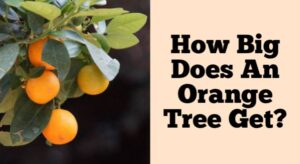 How Big Does An Orange Tree Get?