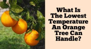 Orange Tree Cold Tolerance: Lowest Temperature It Can Handle