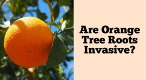 Are Orange Tree Roots Invasive? (Understanding the Impact and Management)