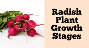 Radish Plant Growth Stages: How Does It Grow?