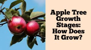 Apple Tree Growth Stages: How Does It Grow?