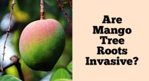Are Mango Tree Roots Invasive? (Understanding the Impact and Management)