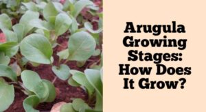 Arugula Growing Stages: How Does It Grow? – Rockets Garden