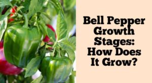 Bell Pepper Growth Stages: How Does It Grow? – Rockets Garden