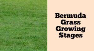 Bermuda Grass Growing Stages: How Does It Grow?