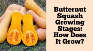 Butternut Squash Growing Stages: How Does It Grow?