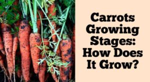 Carrots Growing Stages: How Does It Grow?