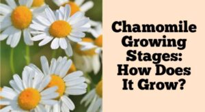 Chamomile Growing Stages: How Does It Grow?