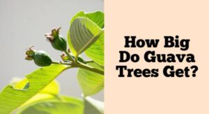 How Big Do Guava Trees Get?