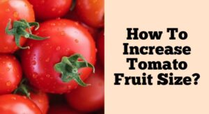 How To Increase Tomato Fruit Size?