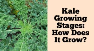 Kale Growing Stages: How Does It Grow?