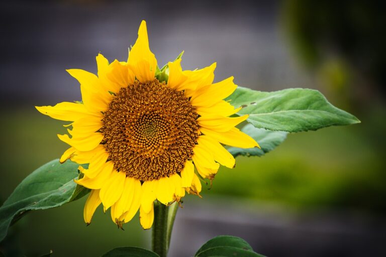 Sunflower Leaves: Characteristics and Things To Know