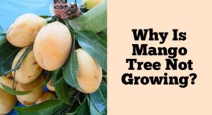 Why Is Mango Tree Not Growing?