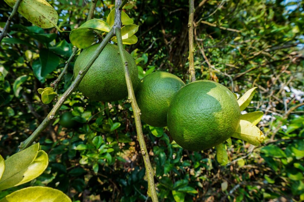 How to Grow a Lime Tree: Essential Tips and Tricks for Thriving Citrus ...