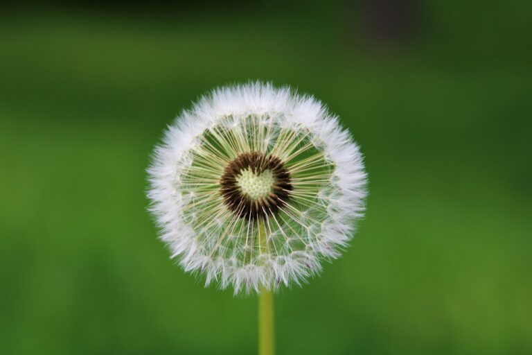When Do Dandelions Bloom? A Comprehensive Guide – Rockets Garden