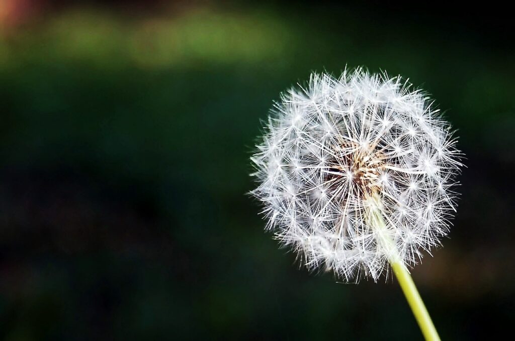 Why Do Dandelions Turn White? (The Splendid Transformation) – Rockets ...
