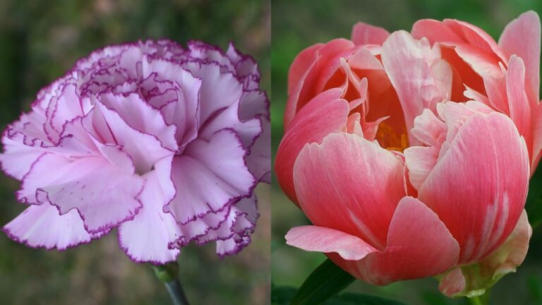 Carnation vs Peony: What Are The Differences?