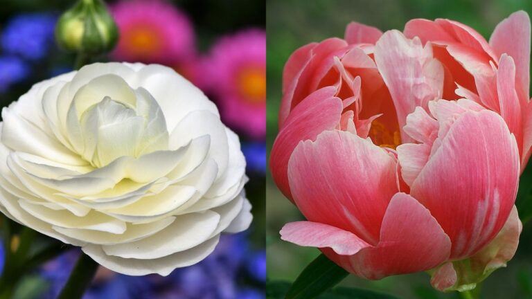 Ranunculus vs Peony: What Are The Differences?