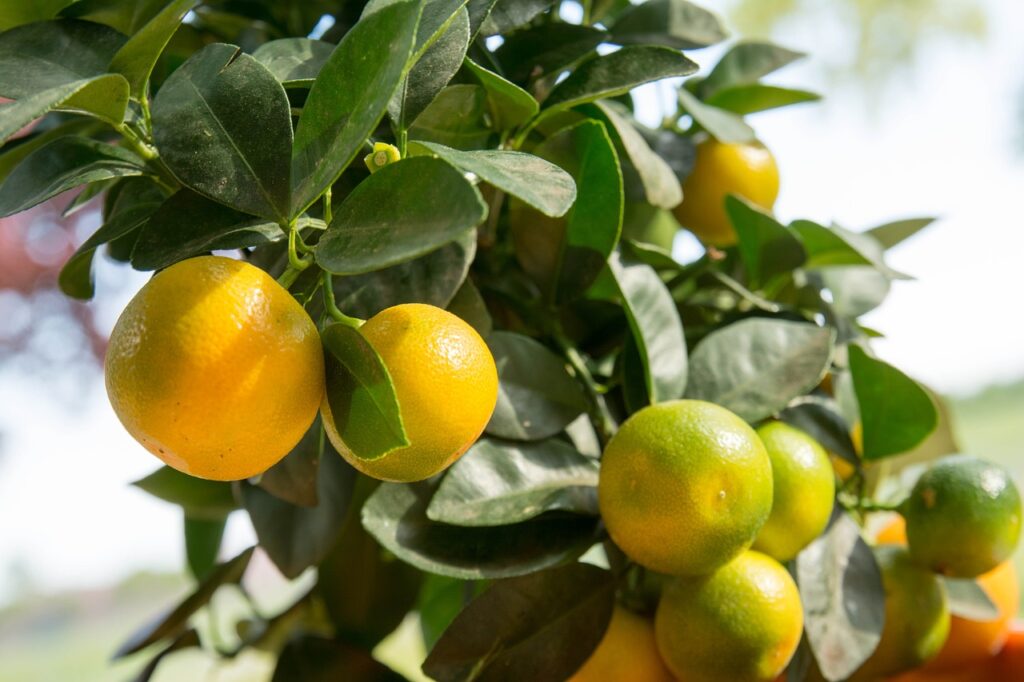 Calamondin Orange Tree: A Comprehensive Guide