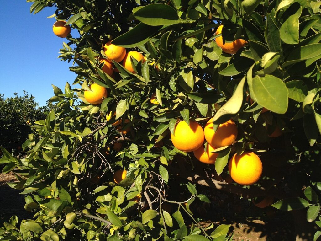 Valencia Orange Tree: A Comprehensive Overview