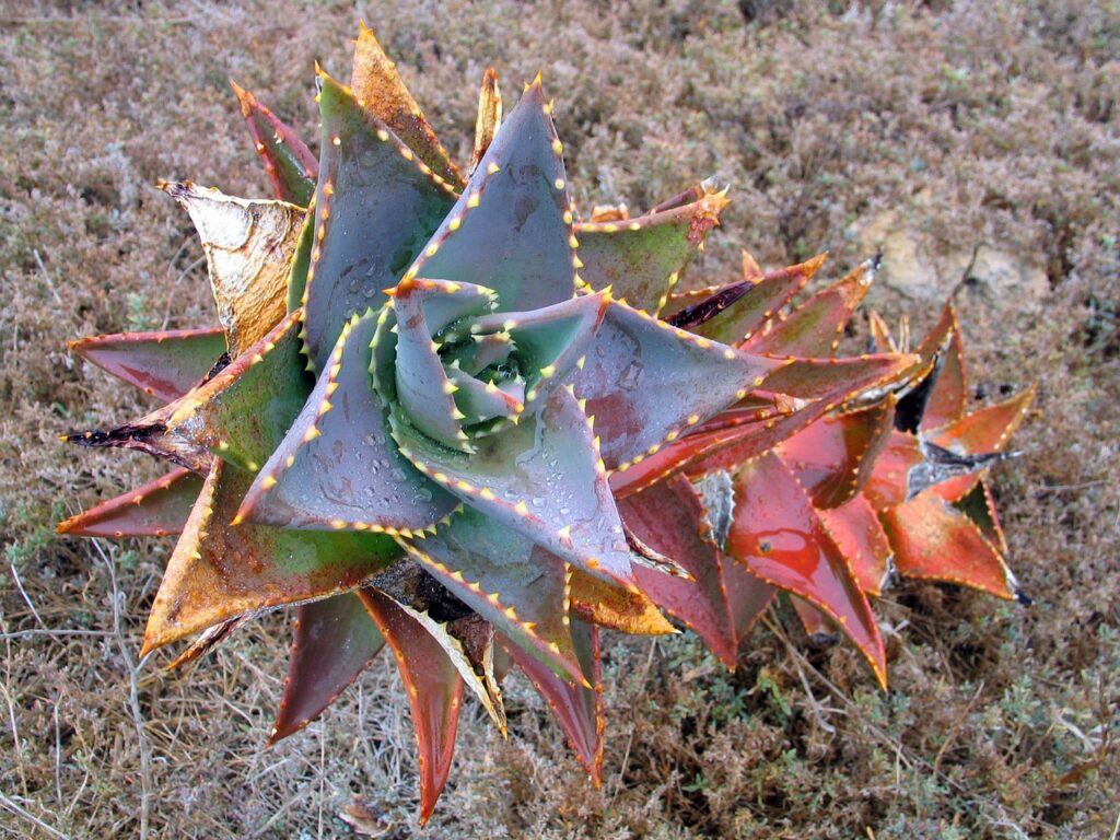 Why Is My Aloe Plant Turning Brown? A Comprehensive Guide Why Is My Aloe Plant Turning Brown? A Comprehensive Guide
