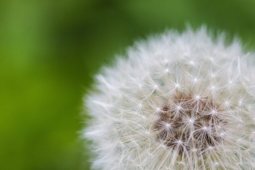 How Fast Do Dandelions Grow: A Comprehensive Guide - Rockets Garden