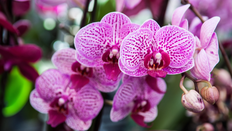 10 Orchid Care Tips for Healthy Growth and Stunning Flowers