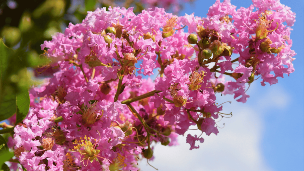 10 Crepe Myrtle Trees Care Tips