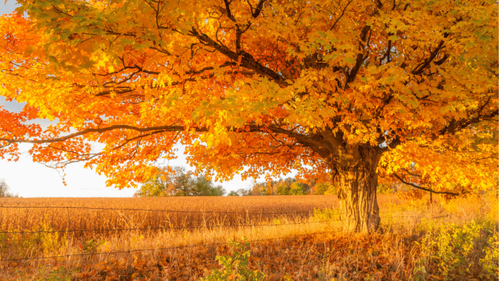 10 Maple Tree Care Tips for Healthy Growth