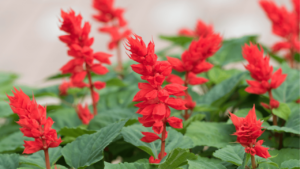 10 Salvia Plant Care Essential Tips